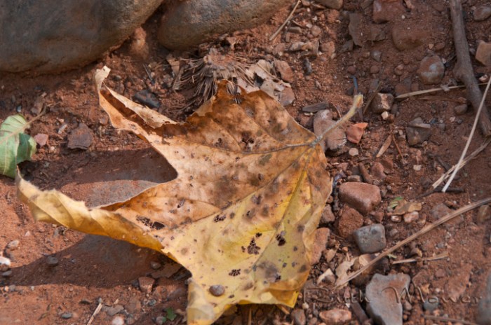 Cellular Level | PTSD - Accepting, Coping, Thriving